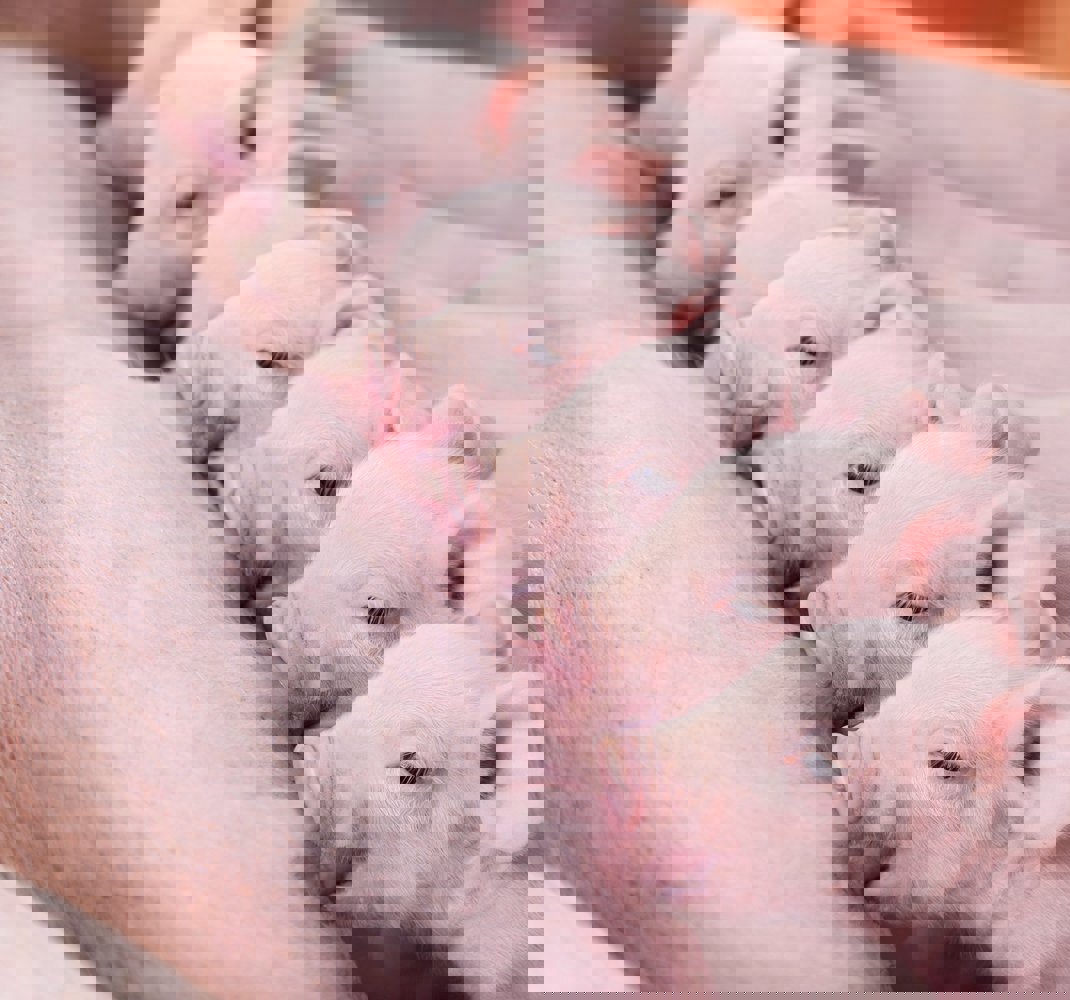 Sows - Trouw Nutrition United Kingdom