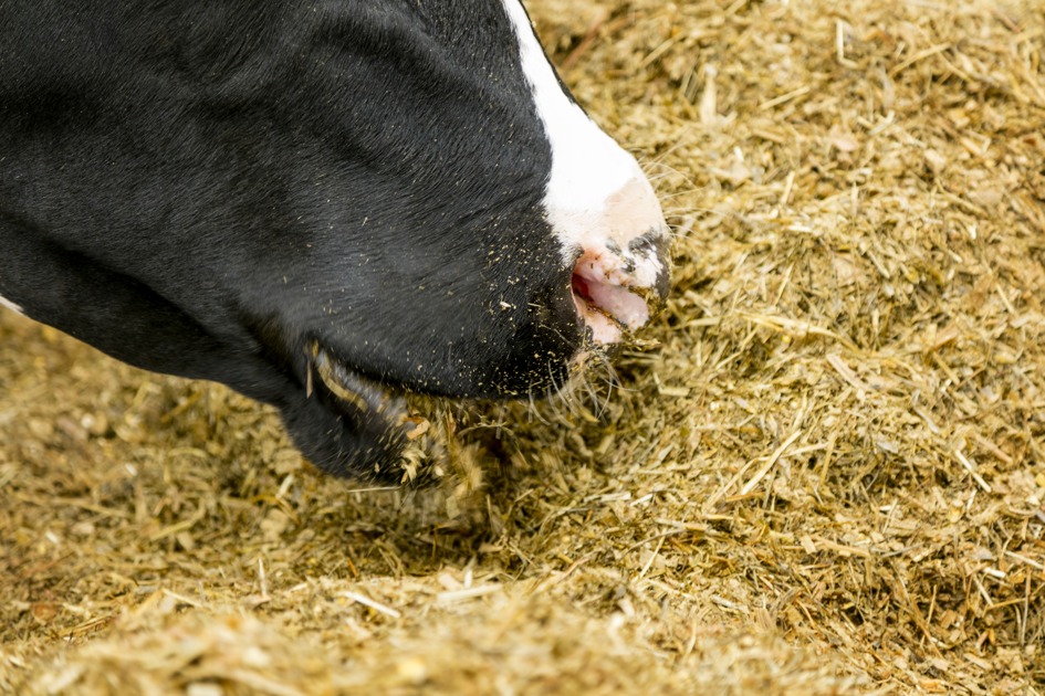 Systemic inflammation as a result of heat stress reduces performance of ...