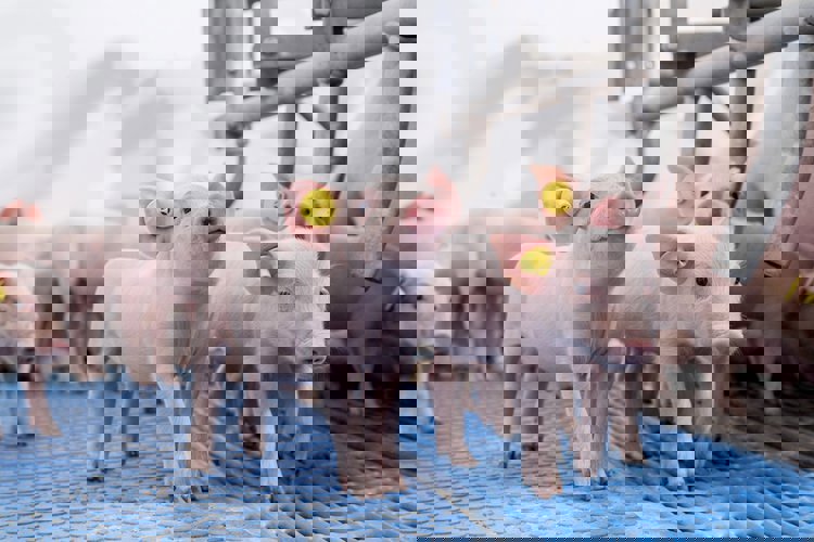 Antimicrobial reduction in piglets - Trouw Nutrition United Kingdom