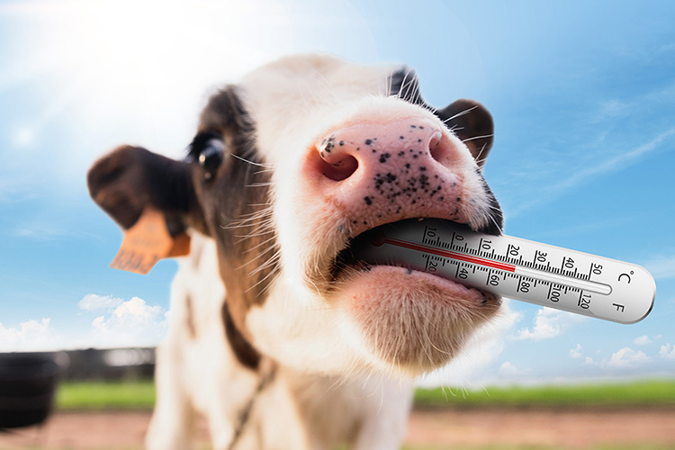 Combating heat stress in dairy cattle - Trouw Nutrition United Kingdom